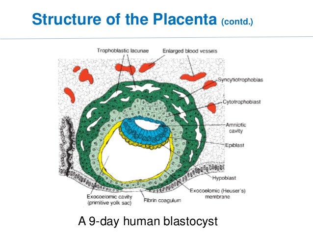 Structure Function Relationship Of The Placenta And Its Anomalies