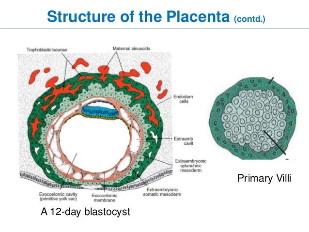 Structure Function Relationship Of The Placenta And Its Anomalies