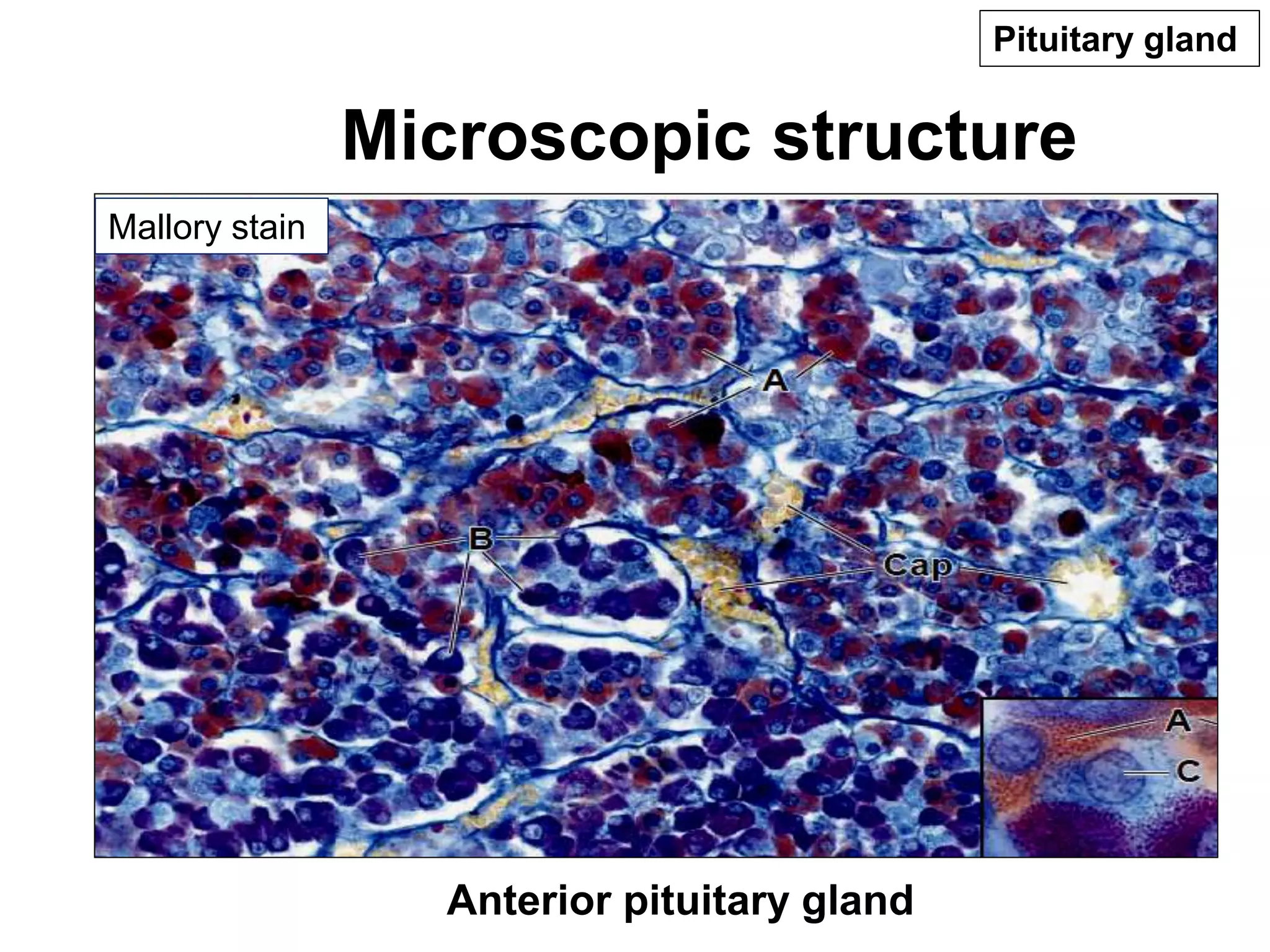 Structure-Function Relationship of the Endocrine Glands of the Head and ...