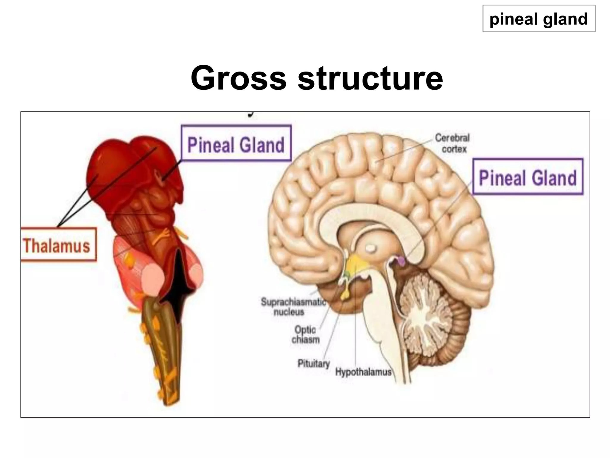 Structure-Function Relationship of the Endocrine Glands of the Head and ...