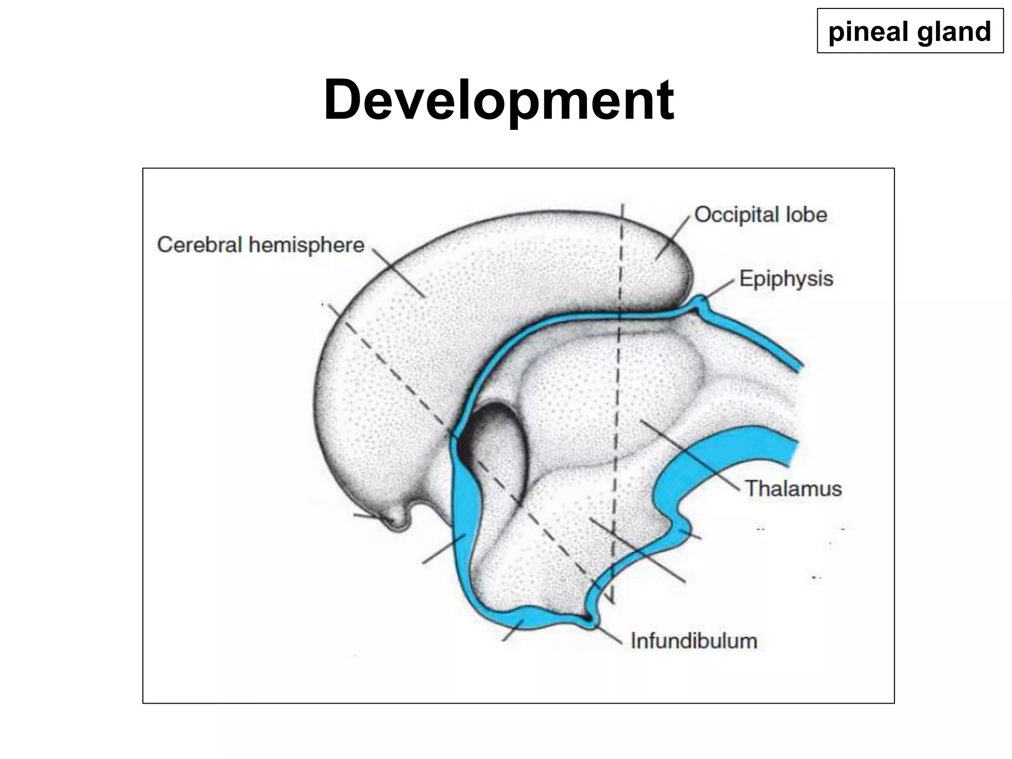 Structure-Function Relationship of the Endocrine Glands of the Head and ...