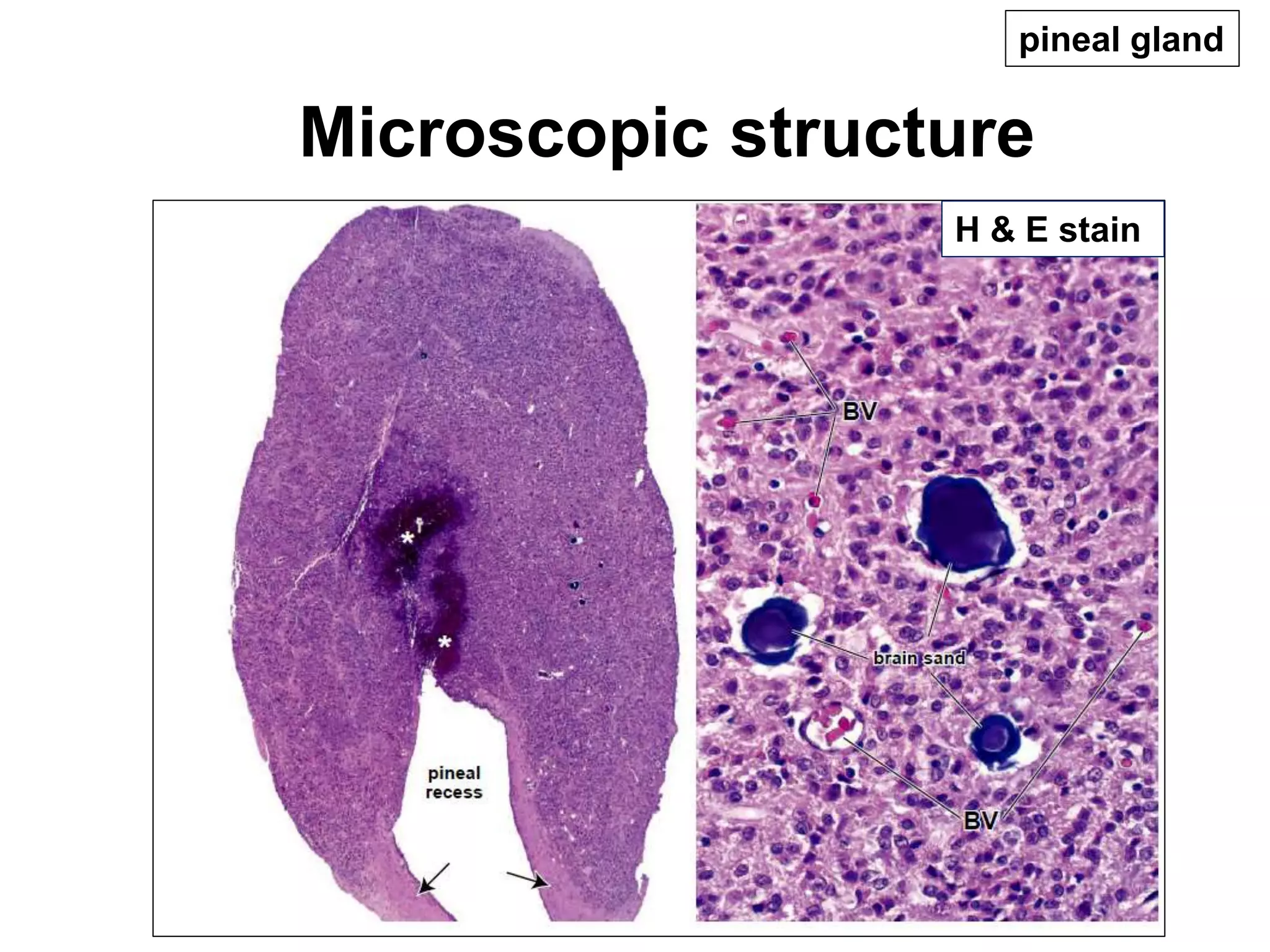 Structure-Function Relationship of the Endocrine Glands of the Head and ...