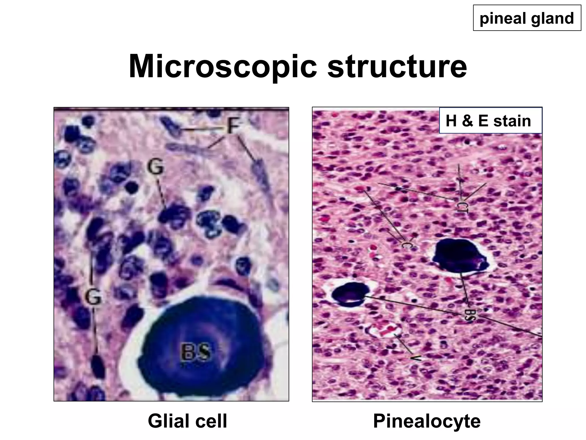Structure-Function Relationship of the Endocrine Glands of the Head and ...