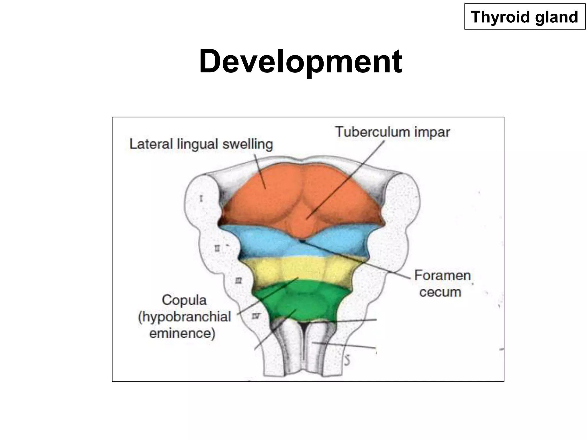Structure-Function Relationship of the Endocrine Glands of the Head and ...