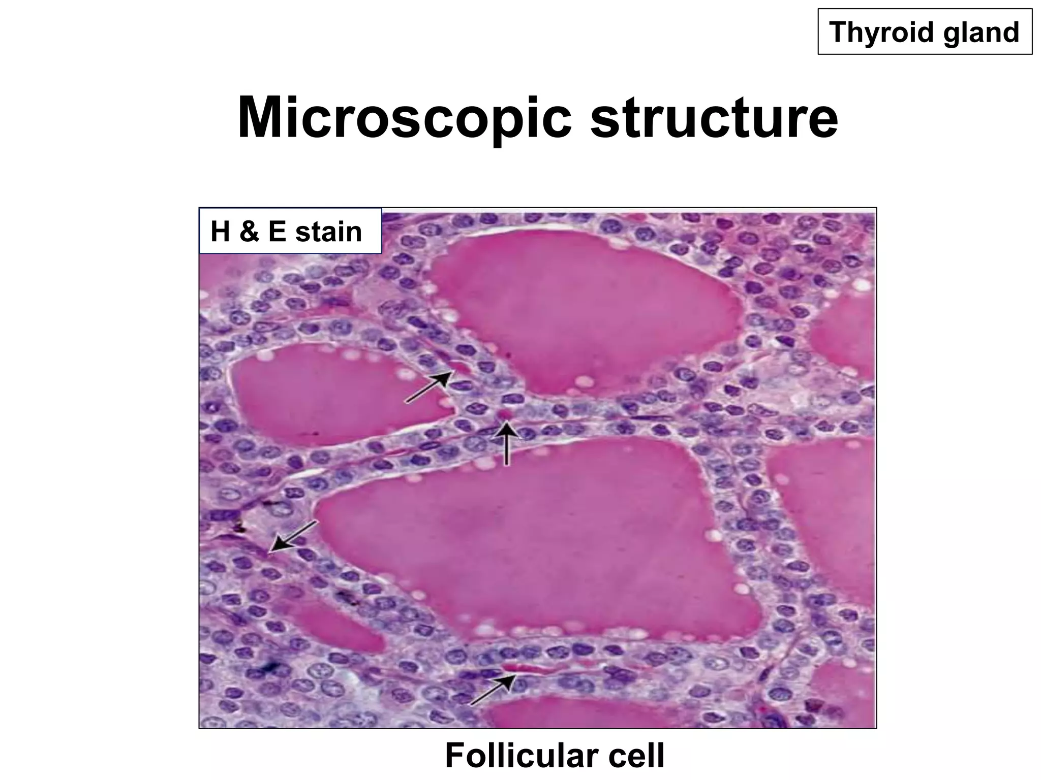 Structure-Function Relationship of the Endocrine Glands of the Head and ...