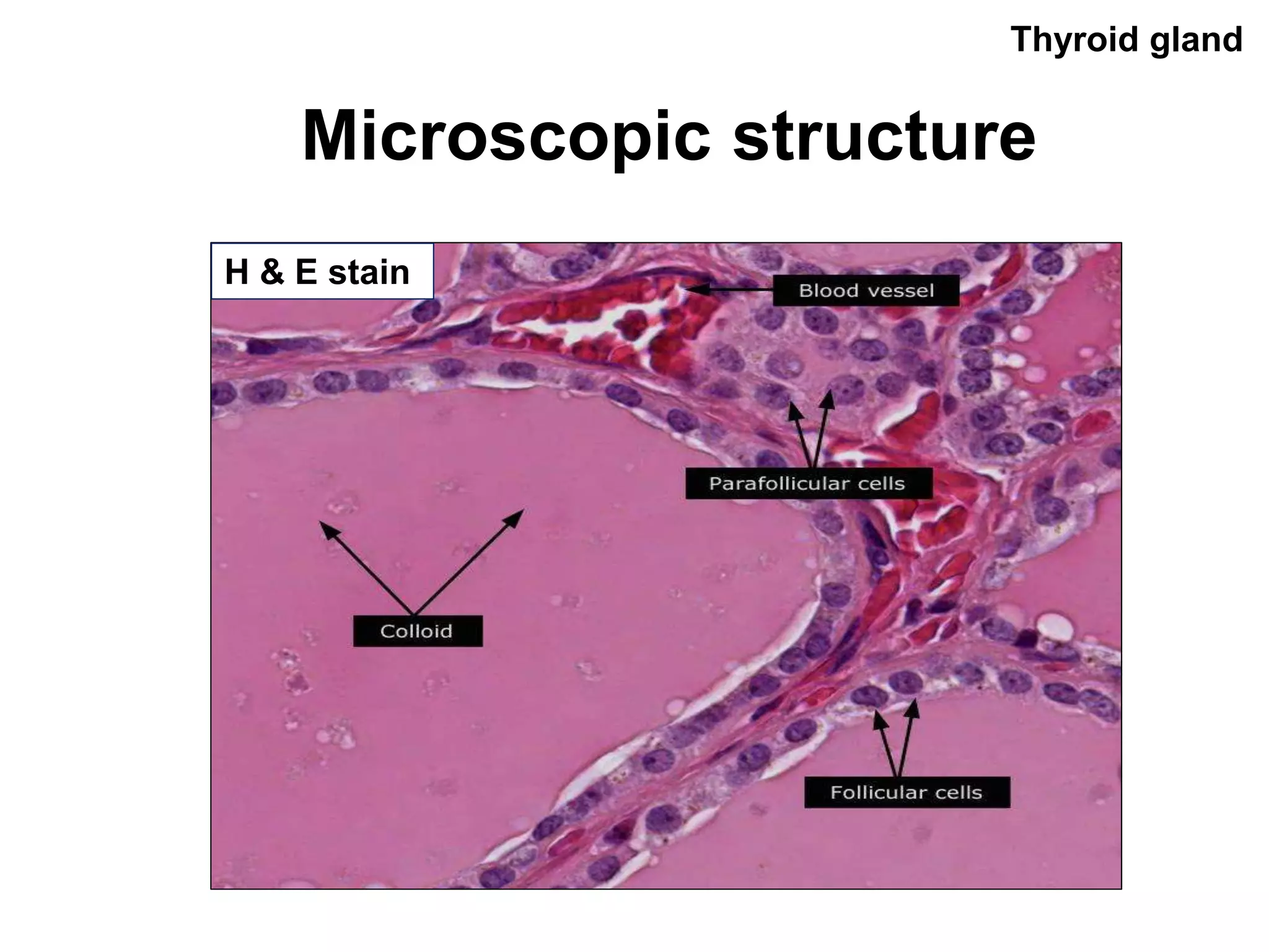 Structure-Function Relationship of the Endocrine Glands of the Head and ...