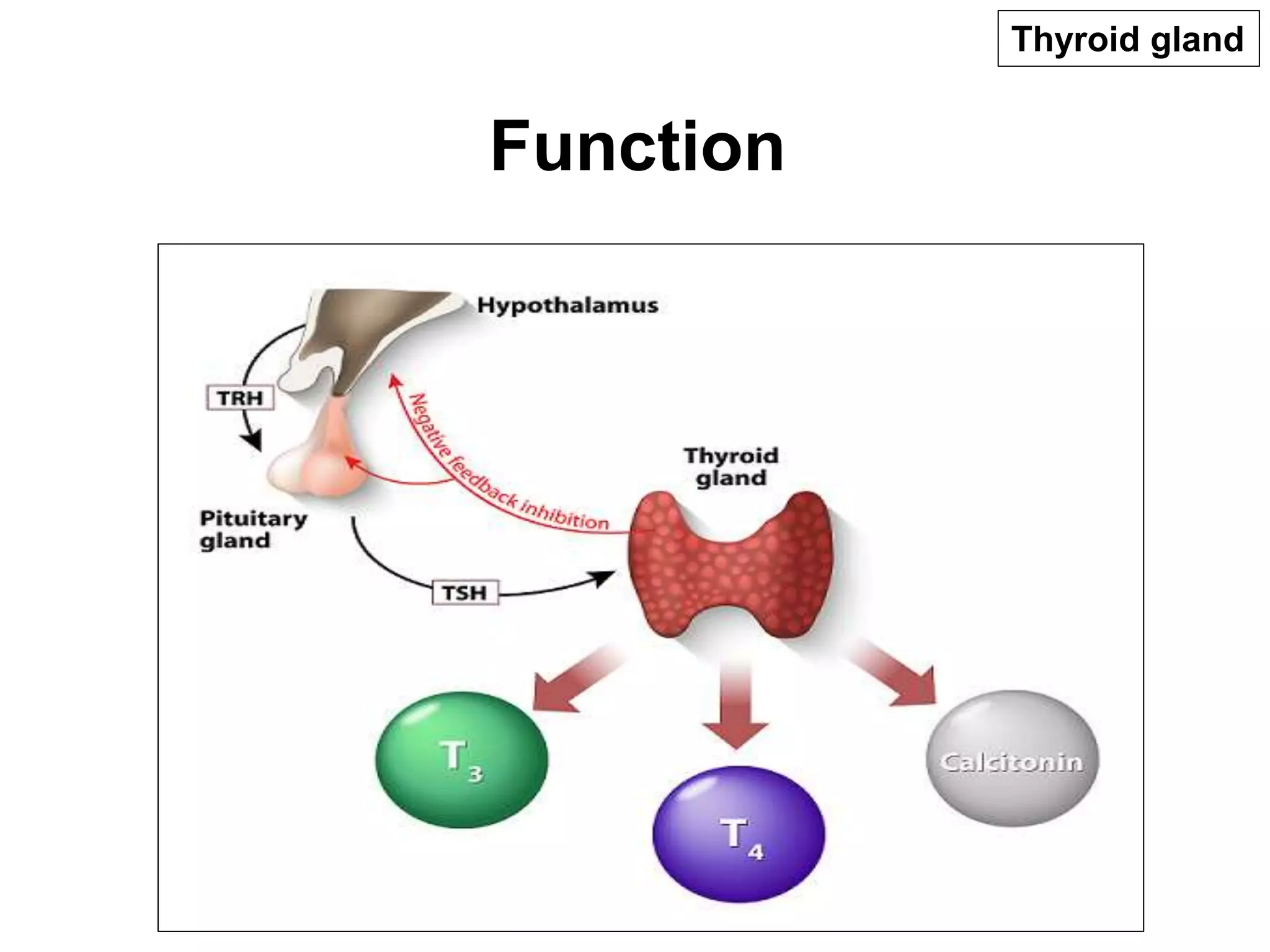 Structure-Function Relationship of the Endocrine Glands of the Head and Neck Regions with their ...