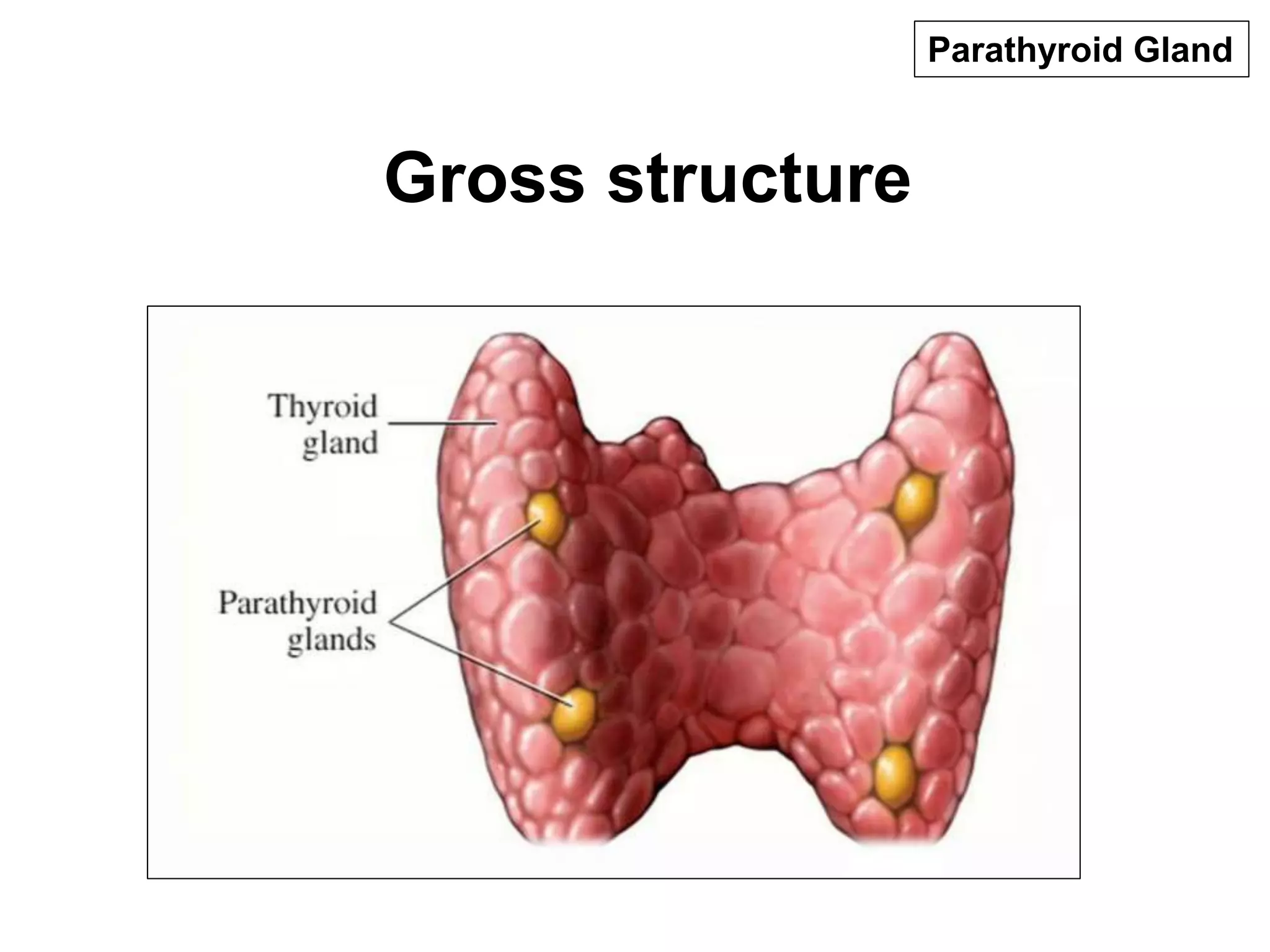 Structure-Function Relationship of the Endocrine Glands of the Head and ...