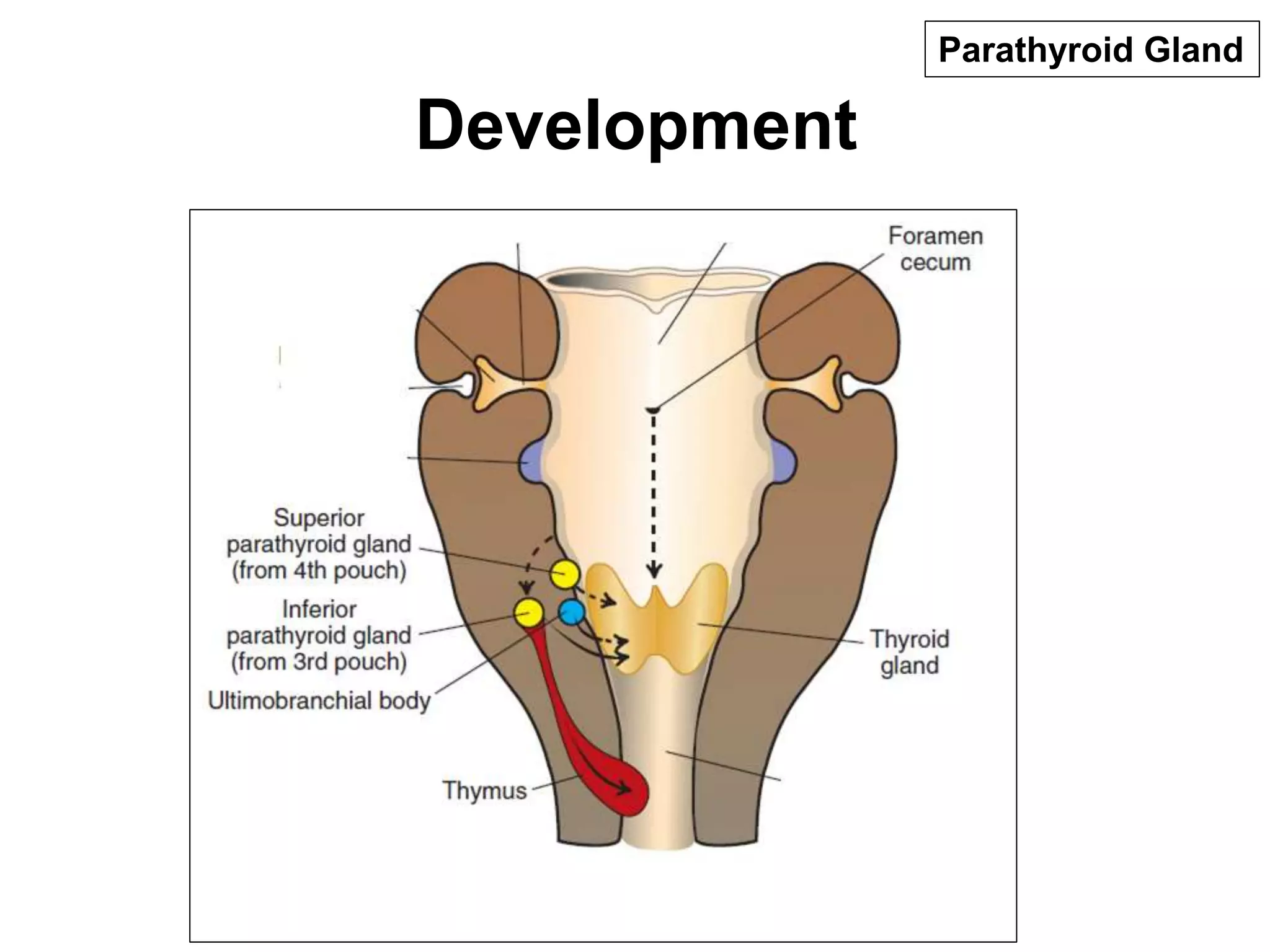 Structure-Function Relationship of the Endocrine Glands of the Head and ...