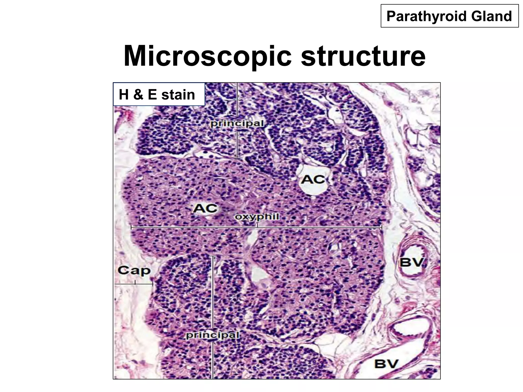 Structure-Function Relationship of the Endocrine Glands of the Head and ...