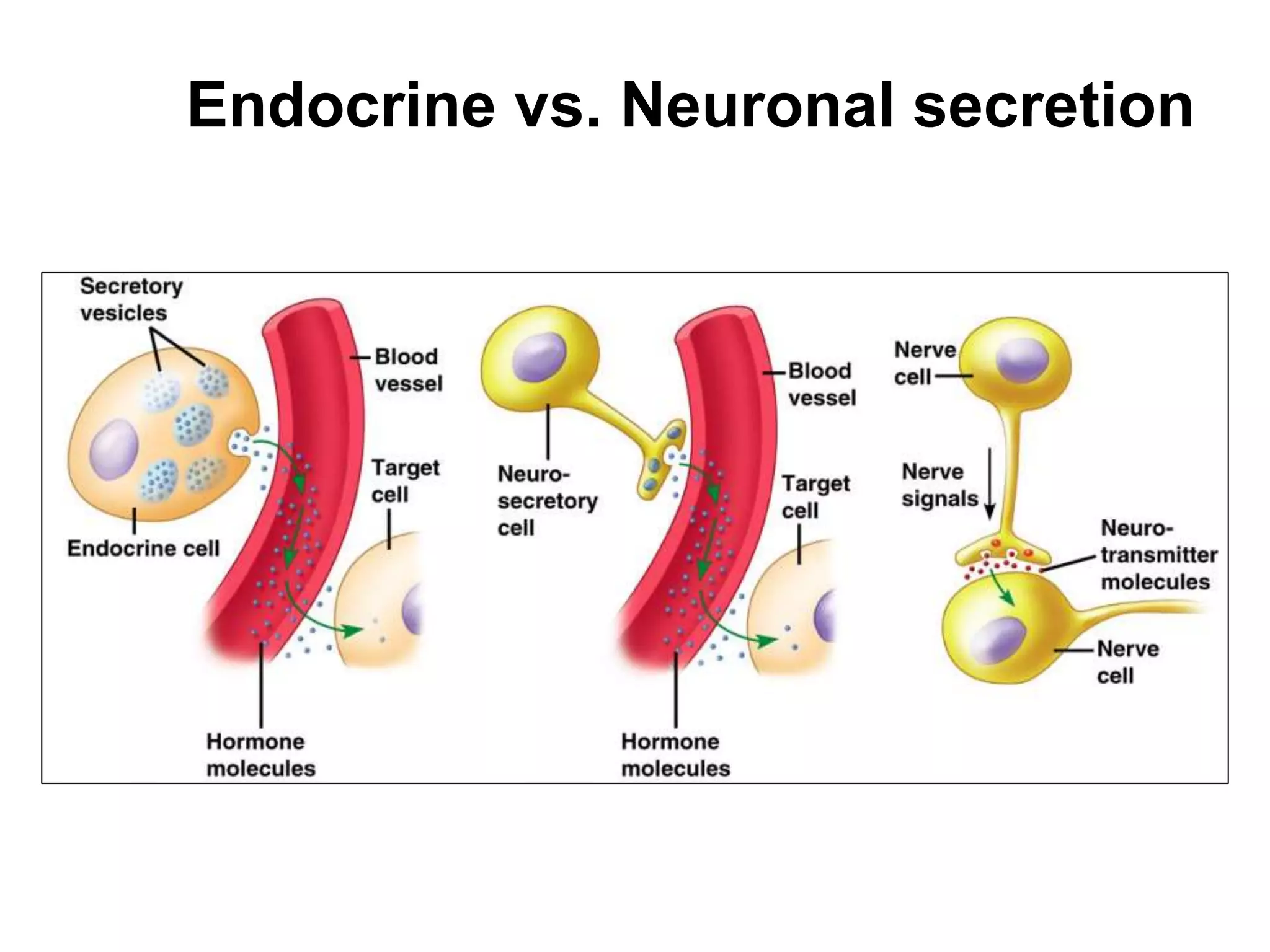 Structure-Function Relationship of the Endocrine Glands of the Head and ...