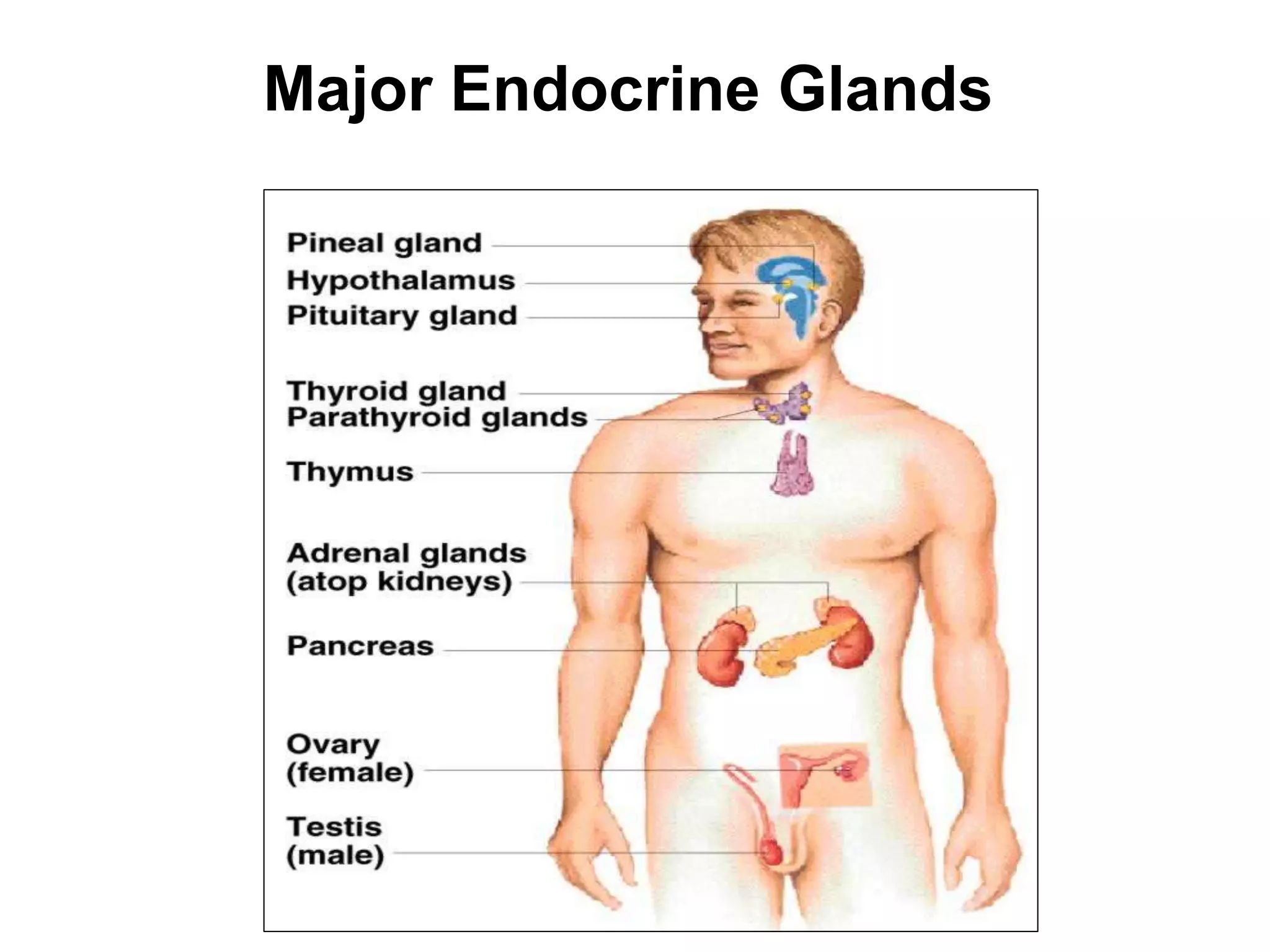 Structure Function Relationship Of The Endocrine Glands Of The Head And