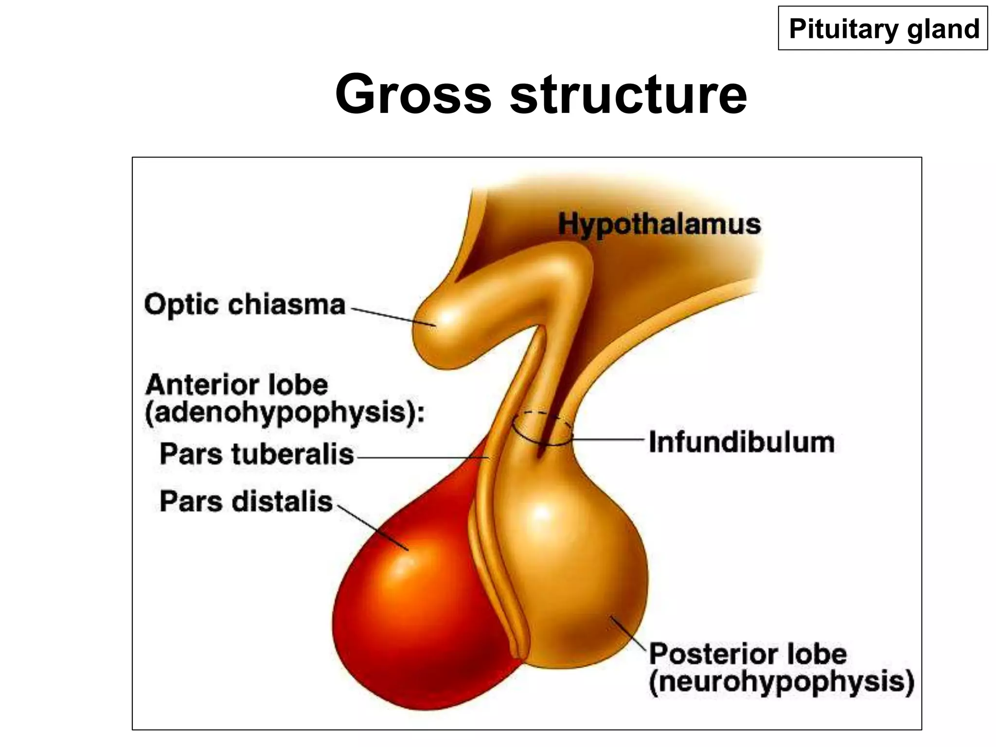 Structure Function Relationship Of The Endocrine Glands Of The Head And