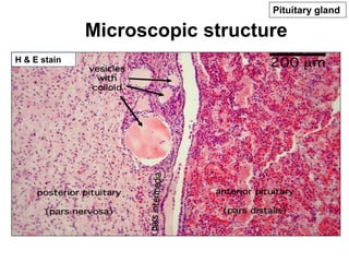 Structure-Function Relationship of the Endocrine Glands of the Head and ...