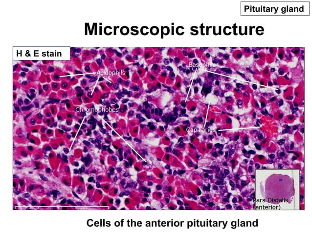 Structure Function Relationship Of The Endocrine Glands Of The Head And Neck Regions With Their