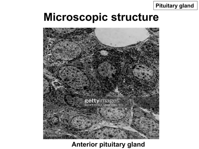Structure Function Relationship Of The Endocrine Glands Of The Head And
