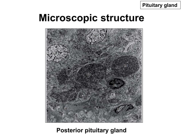 Structure Function Relationship Of The Endocrine Glands Of The Head And