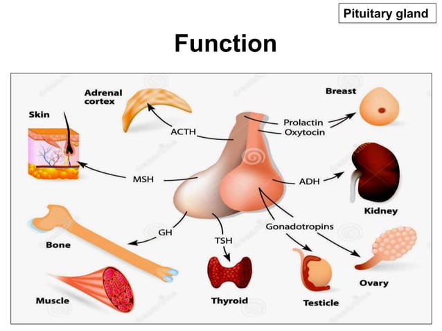 Structure Function Relationship Of The Endocrine Glands Of The Head And