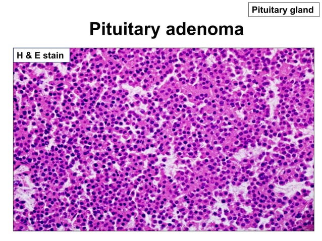 Structure Function Relationship Of The Endocrine Glands Of The Head And