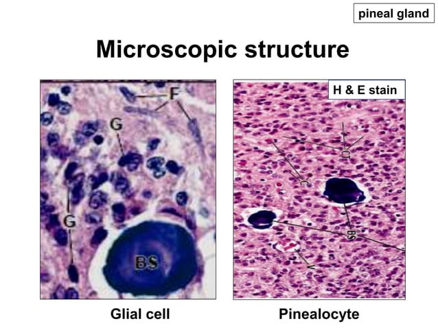 Structure-Function Relationship of the Endocrine Glands of the Head and ...