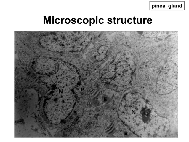 Structure Function Relationship Of The Endocrine Glands Of The Head And
