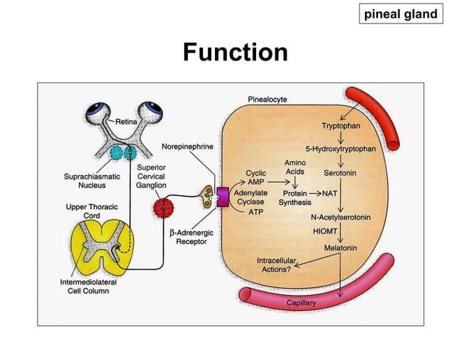 Structure Function Relationship Of The Endocrine Glands Of The Head And Neck Regions With Their