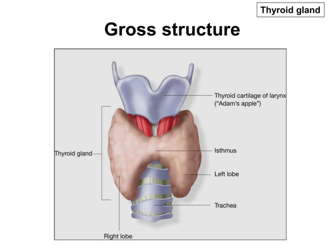 Structure Function Relationship Of The Endocrine Glands Of The Head And