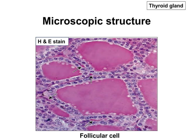 Structure Function Relationship Of The Endocrine Glands Of The Head And