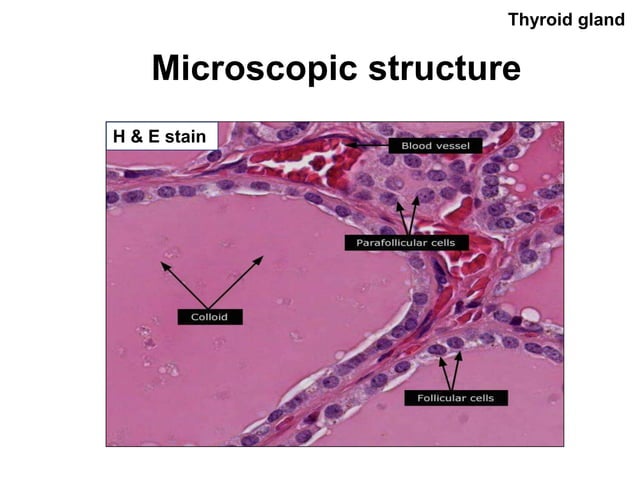 Structure Function Relationship Of The Endocrine Glands Of The Head And
