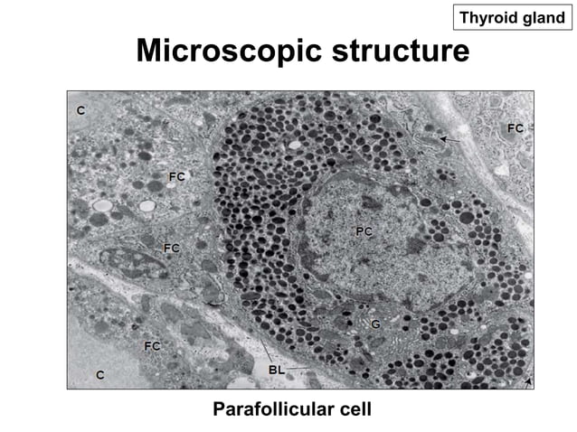 Structure Function Relationship Of The Endocrine Glands Of The Head And