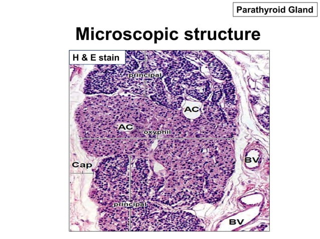 Structure-Function Relationship of the Endocrine Glands of the Head and ...