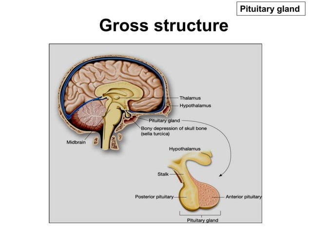 Structure-Function Relationship of the Endocrine Glands of the Head and ...