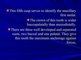 Maxillary first molar | PPT