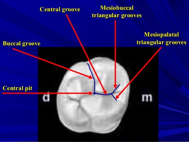 Maxillary First Molar Occlusal View