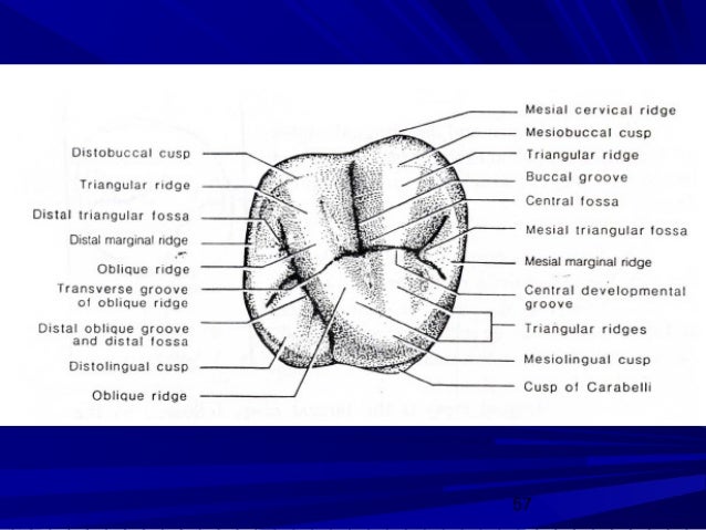 Maxillary first molar