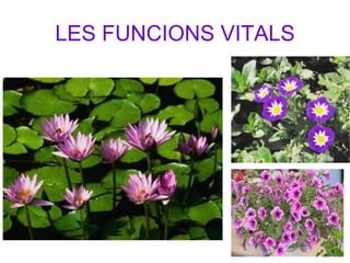 Funcions vitals | PPT