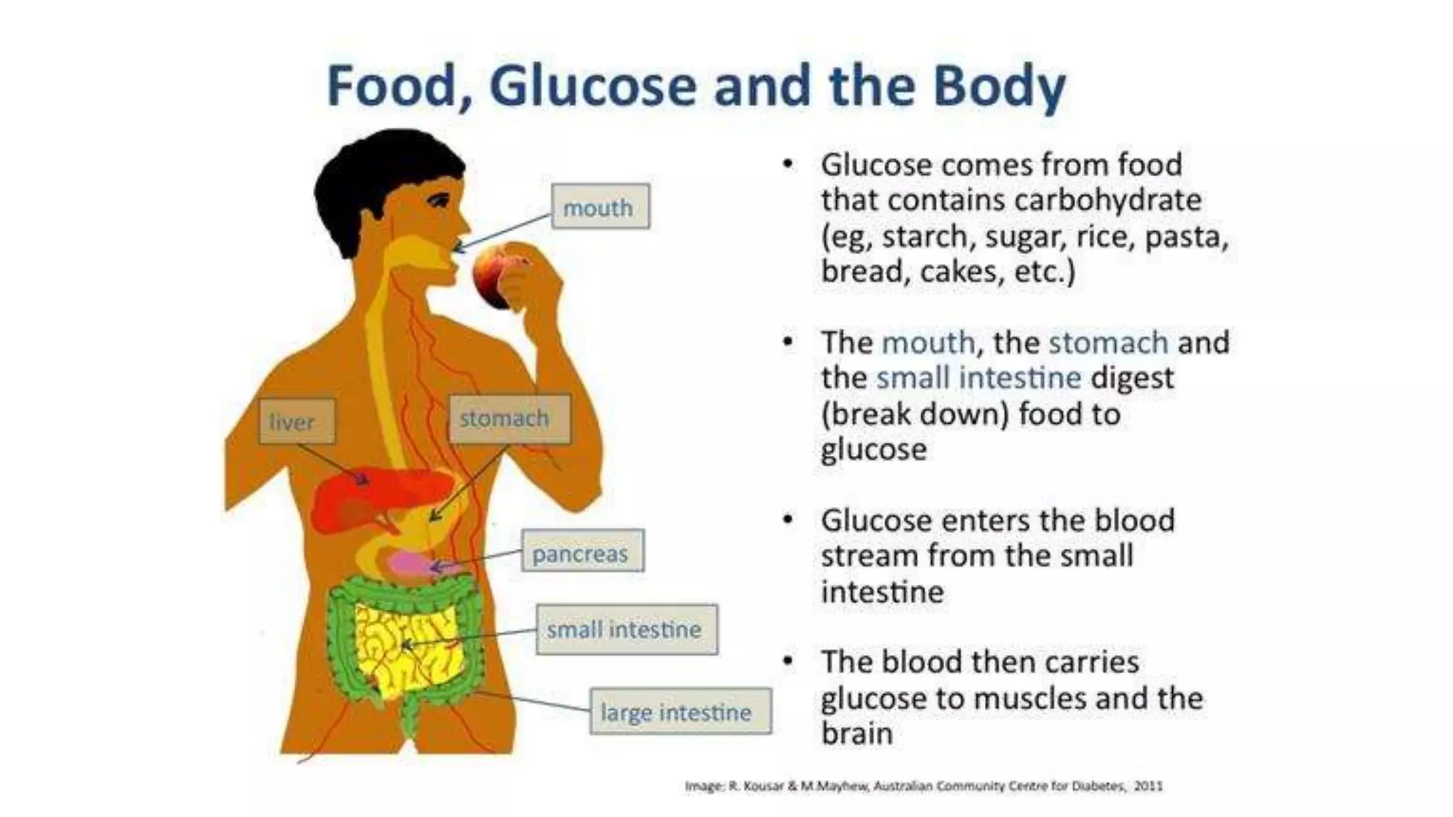 Fuel for your body | PPTX