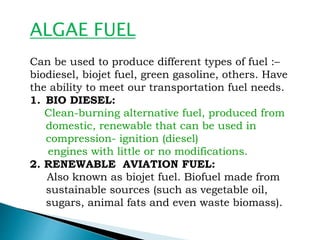 Fuel From Algae | PPTX