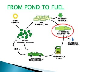 Fuel From Algae | PPTX