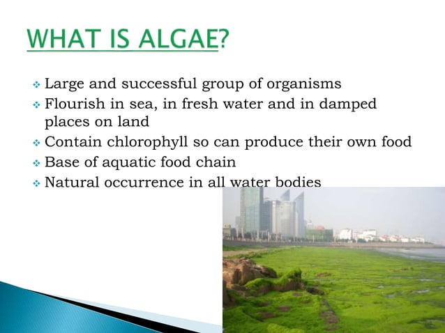 Fuel From Algae | PPTX