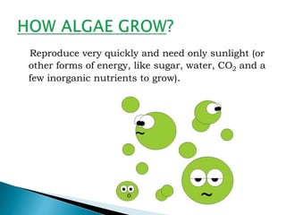 Fuel From Algae | PPTX