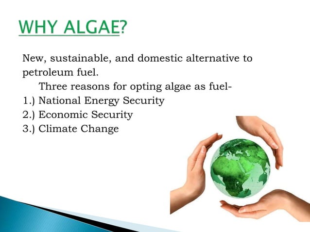 Fuel From Algae | PPTX
