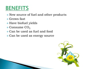 Fuel From Algae | PPTX