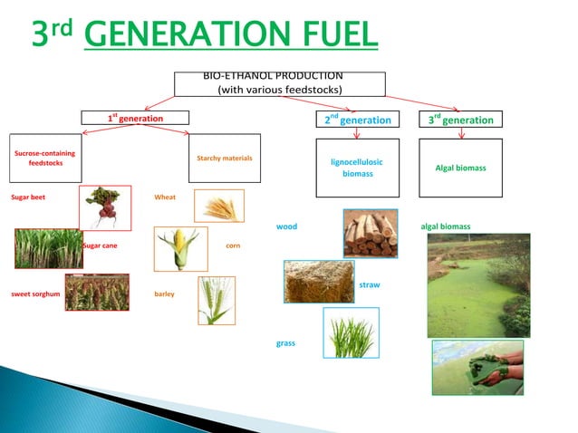 Fuel From Algae | PPTX