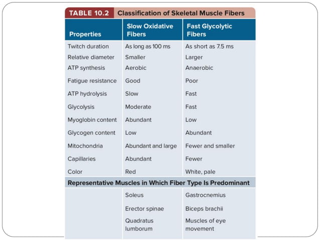 Fuel uses in muscle and contraction steps.pdf
