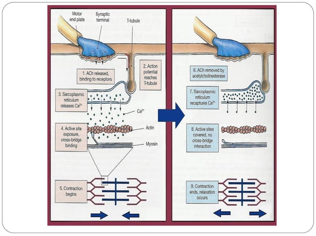 Fuel uses in muscle and contraction steps.pdf