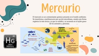 Fuentes de contaminación y limites permitidos de Plomo y Mercurio.pptx