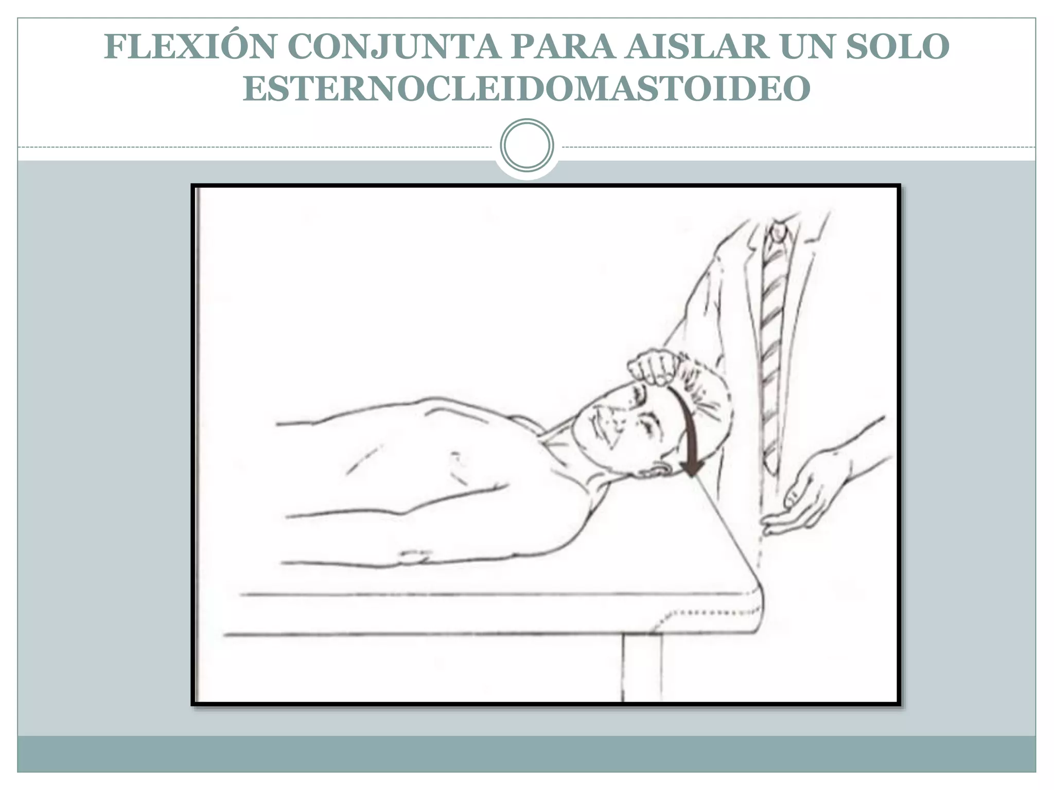 PRUEBAS MUSCULARES PARA LA FLEXIÓN DE CUELLO | PPTX