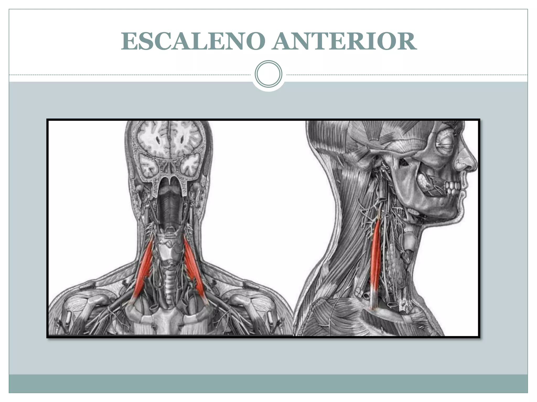 PRUEBAS MUSCULARES PARA LA FLEXIÓN DE CUELLO | PPTX