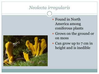 Fugi organisms[1] | PPT